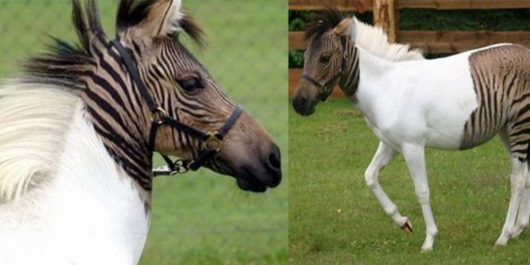 Daha Önce Duymadığınız 10 Eşsiz Melez Hayvan