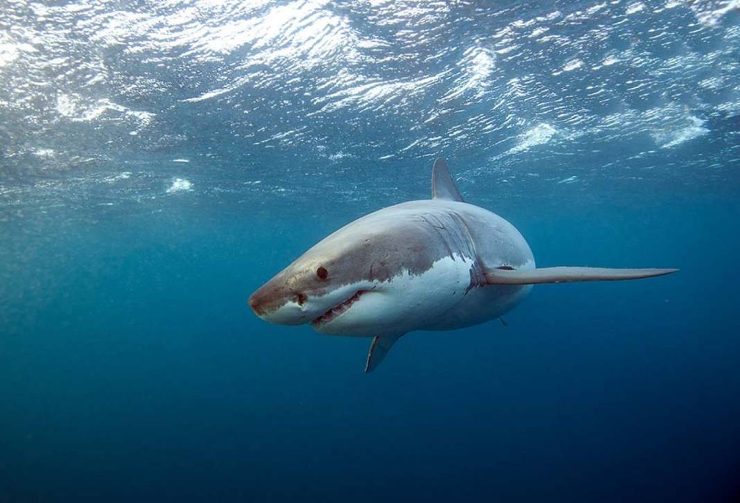Katil balina olarak bilinen orkalar köpek balıklarını nasıl avlıyor ...