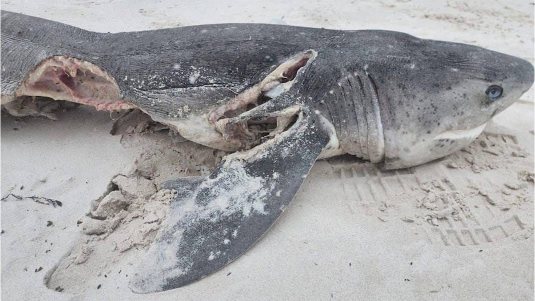 Katil balina olarak bilinen orkalar köpek balıklarını nasıl avlıyor ...