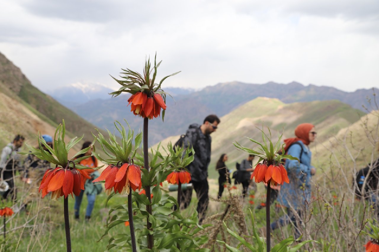 Hakkari Dağlarındaki Ters Lalelere Ziyaretçi Akını
