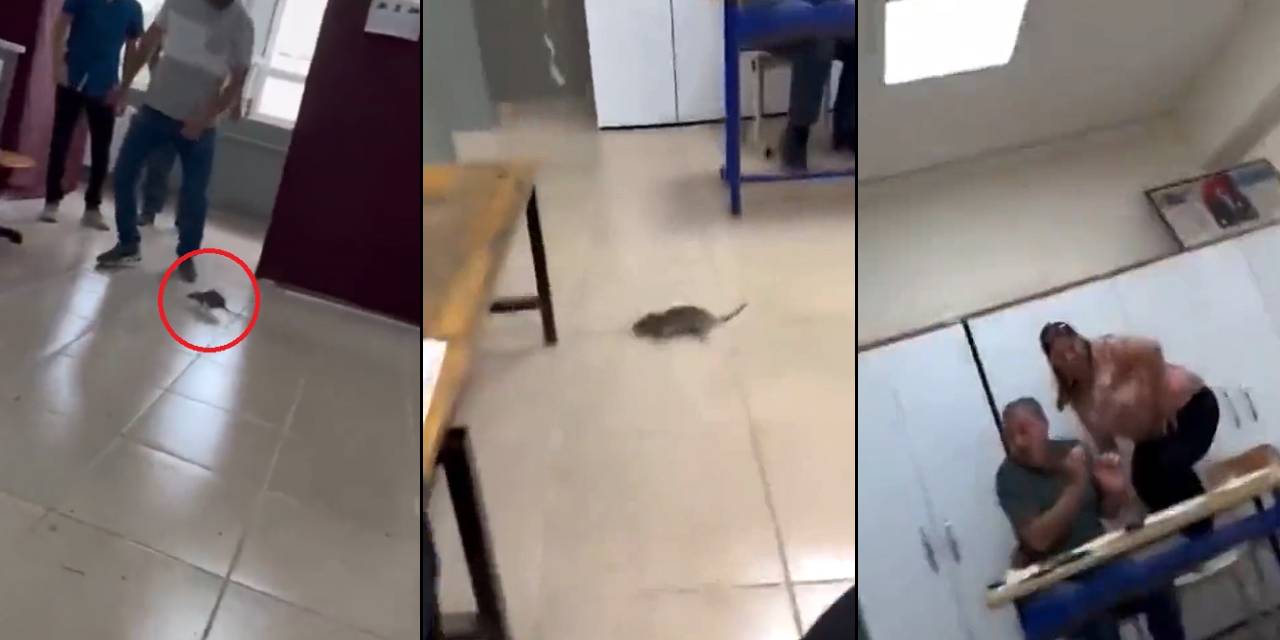 Oy kullanırken salonda fareyi görünce sıraların üzerine çıktılar! İşte ... Oy kullanırken salonda fareyi görünce sıraların üzerine çıktılar! İşte ...