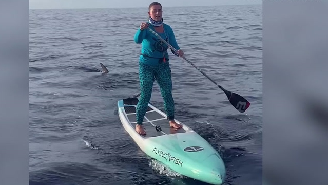 Sörfçülerin köpekbalığıyla burun buruna geldiği anlar kamerada