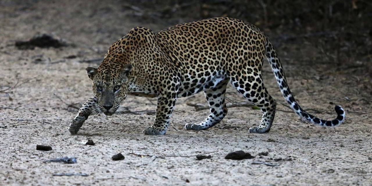 Leopar Dizi Setini Bastı!