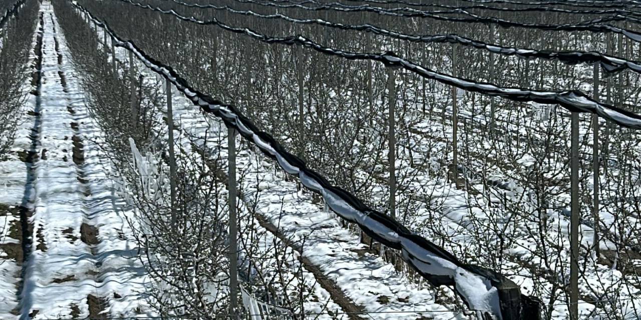 Çiftçiler "Spring" yöntemiyle donla mücadele ediyor!