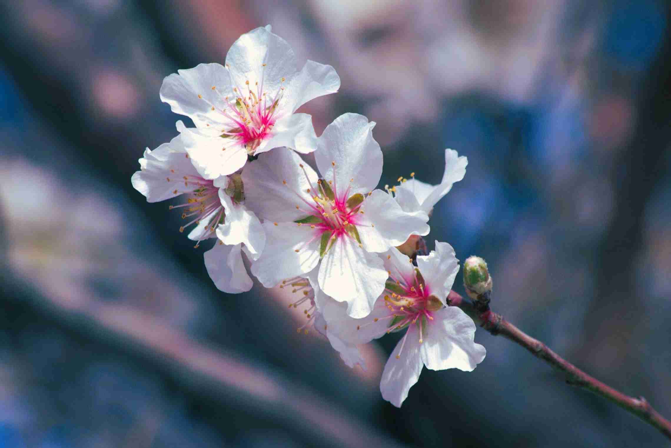 Baharın habercisi olarak kabul ediliyordu: Şubat'ta çiçek açtı