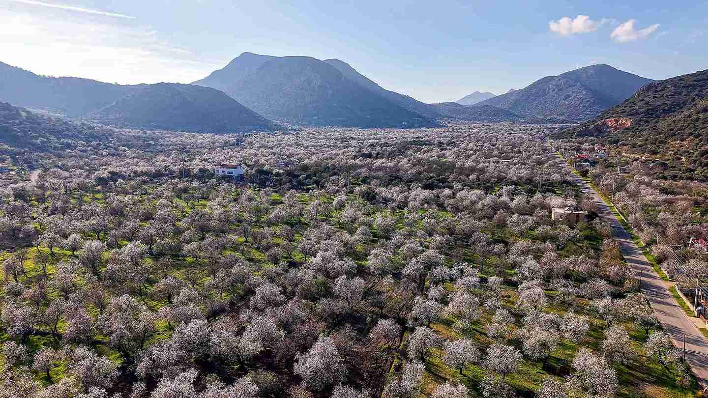 Baharın habercisi olarak kabul ediliyordu: Şubat'ta çiçek açtı